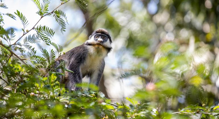 COP27: Protecting biodiversity is protecting the Paris Agreement | UN News
